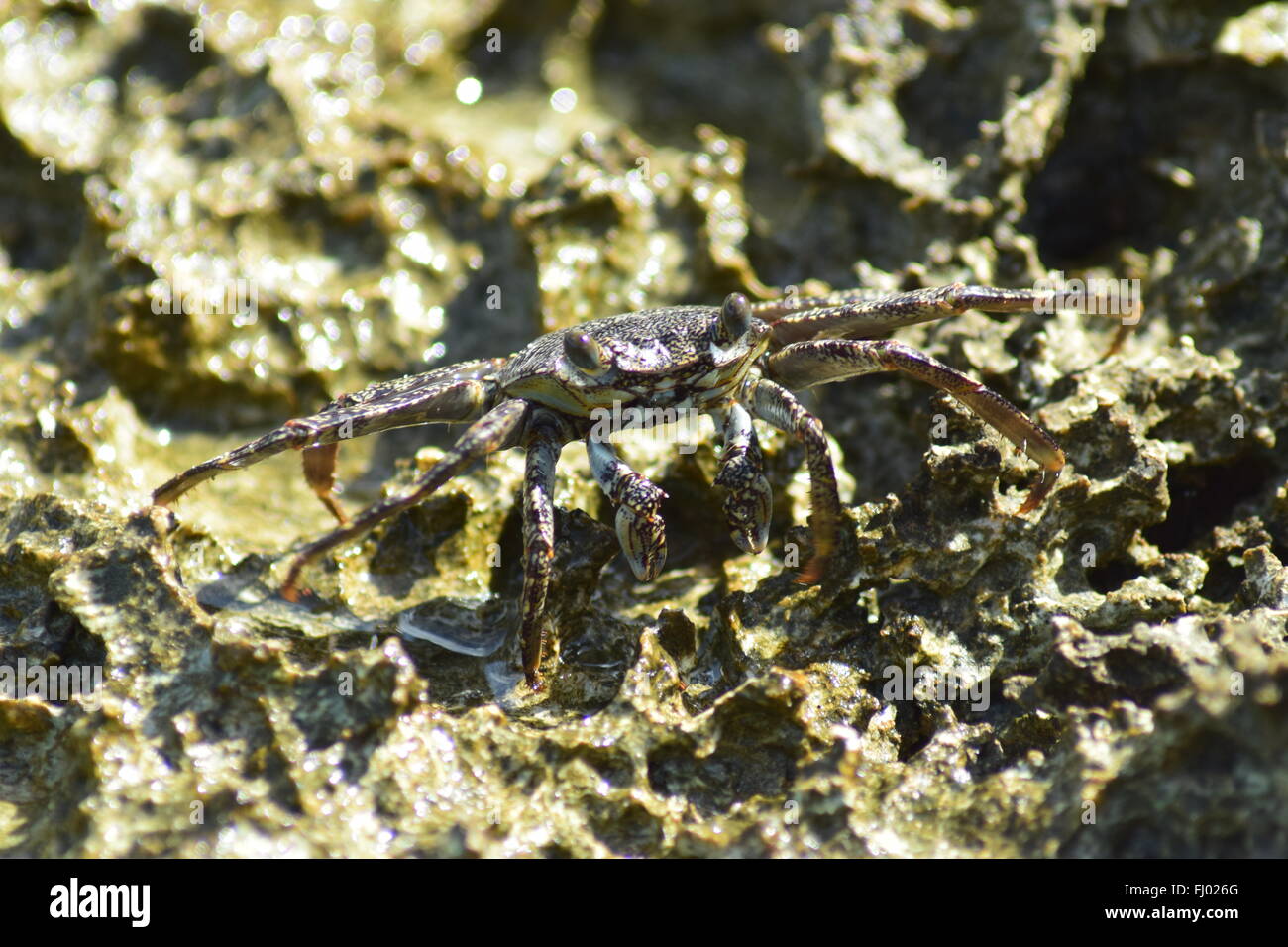 Rock pool crab hi-res stock photography and images - Alamy