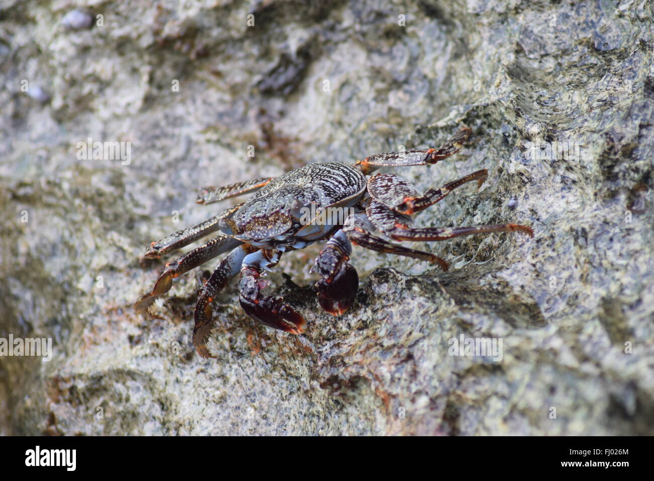 A well camouflaged crab scuttles along the rocks on the Caribbean ...