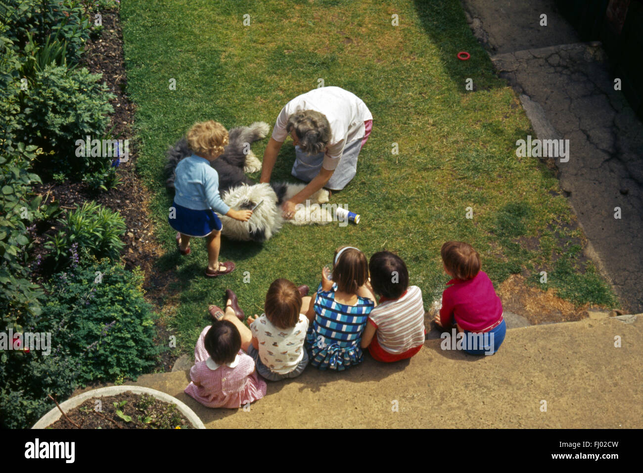 Children watching lady groom Old English Sheepdog puppy, 1966 Stock ...