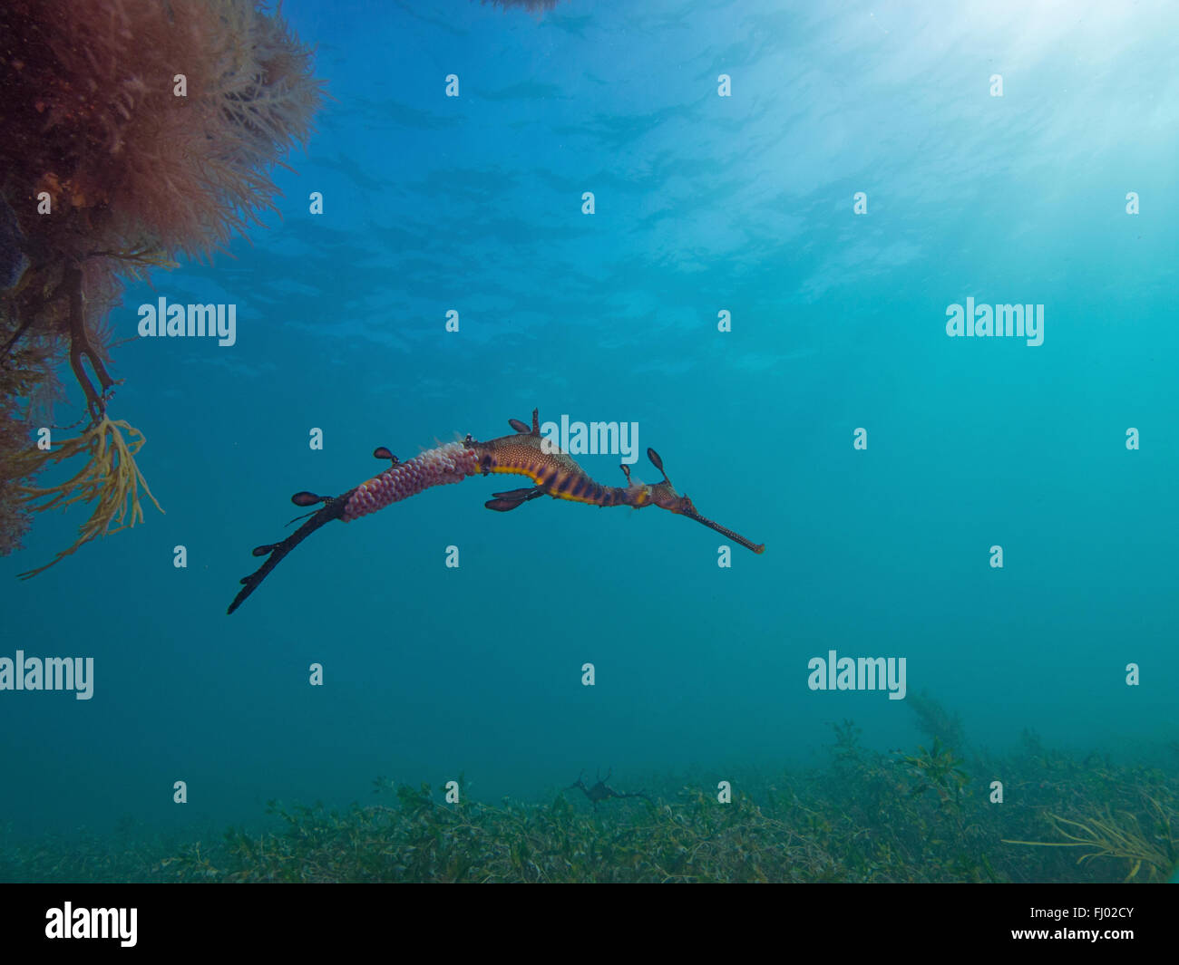 Weedy Sea Dragon With Eggs Flinders Pier Victoria Australia Natural ...