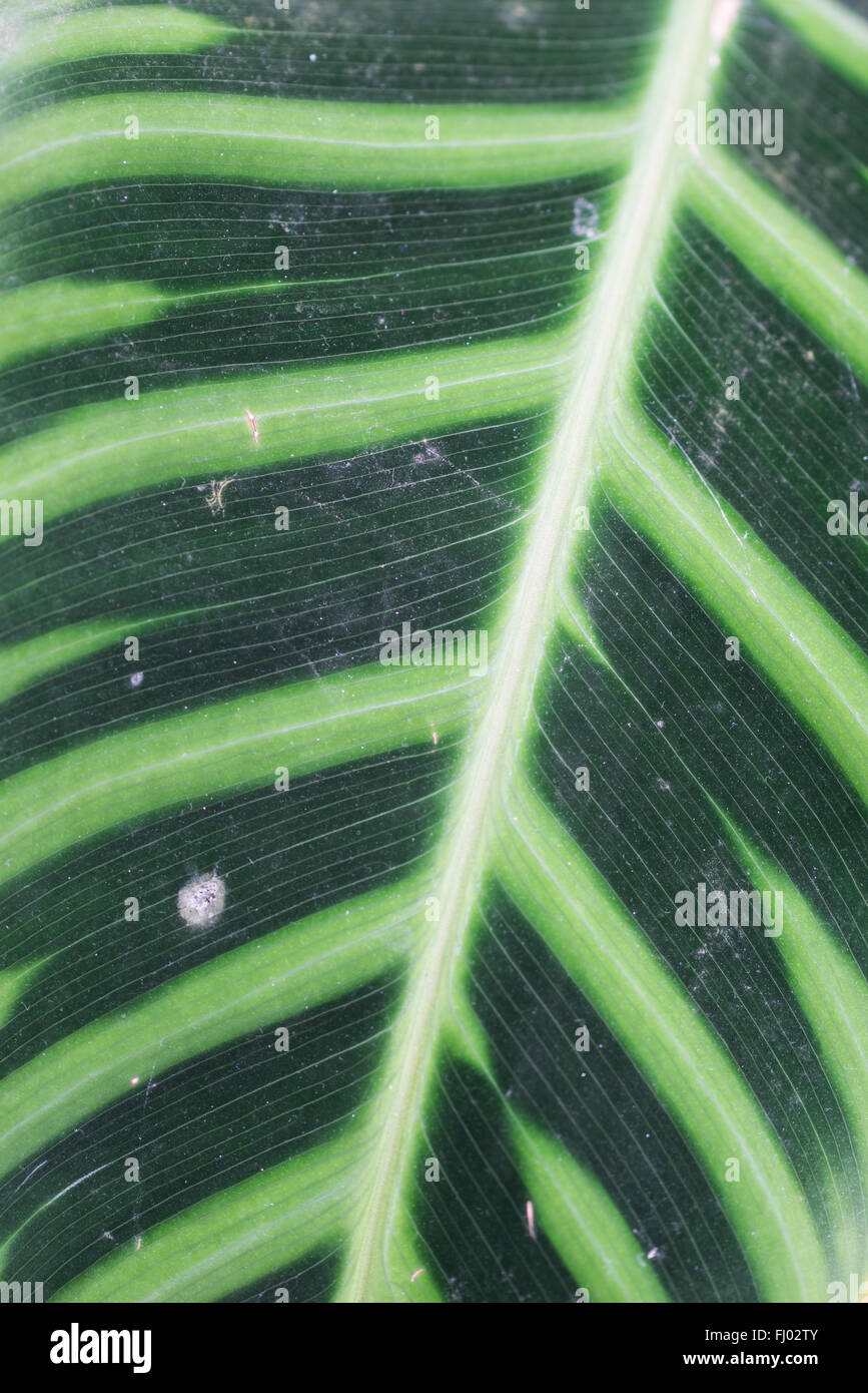 A close up of a very bright green leaf Stock Photo - Alamy