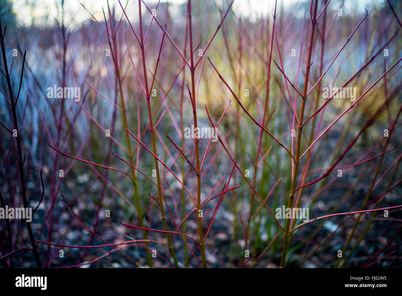 Brightly coloured plants and flowers at sunset Stock Photo - Alamy