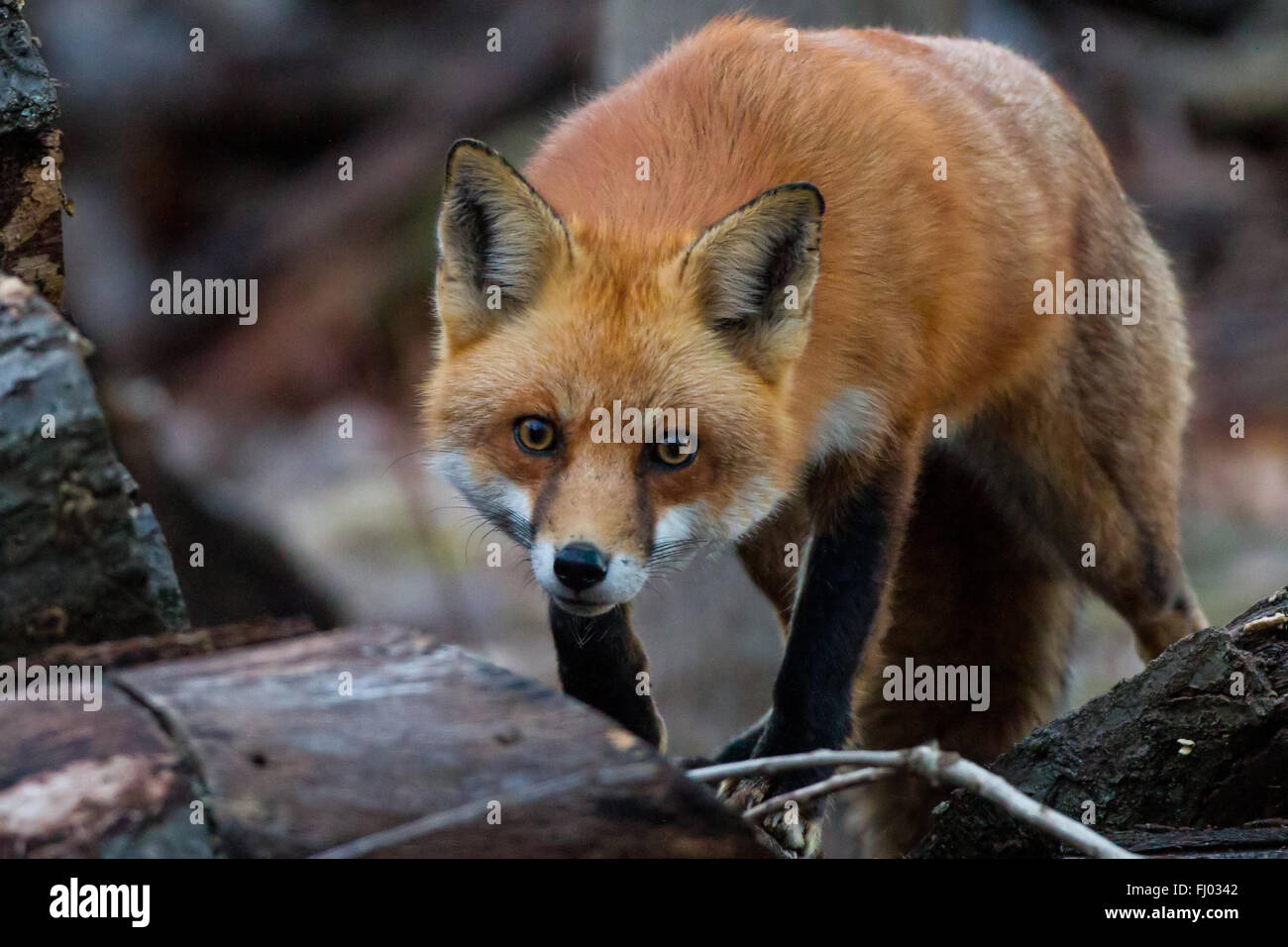 red fox stalking in a woodpile Stock Photo - Alamy