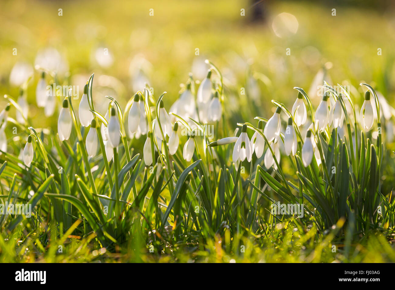 Spring daytime sunshine hi-res stock photography and images - Alamy