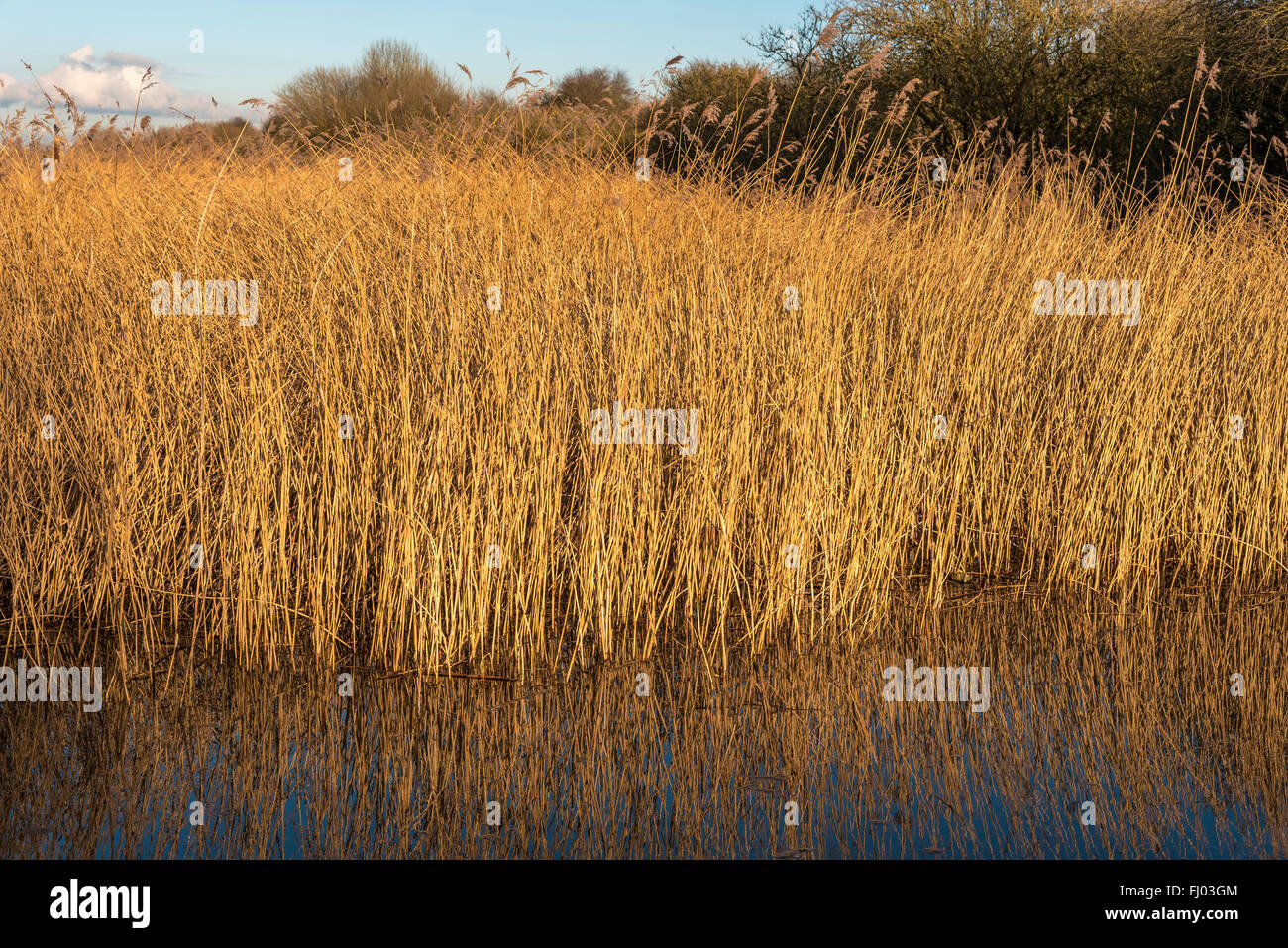 Bed of reeds. reedbed straw coloured. Growing in water Stock Photo - Alamy