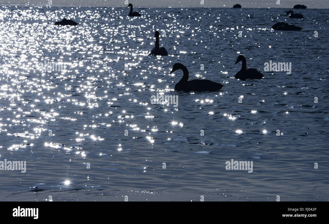 Qinghai Lake. 27th Feb, 2016. Swans swim in the Qinghai Lake in ...