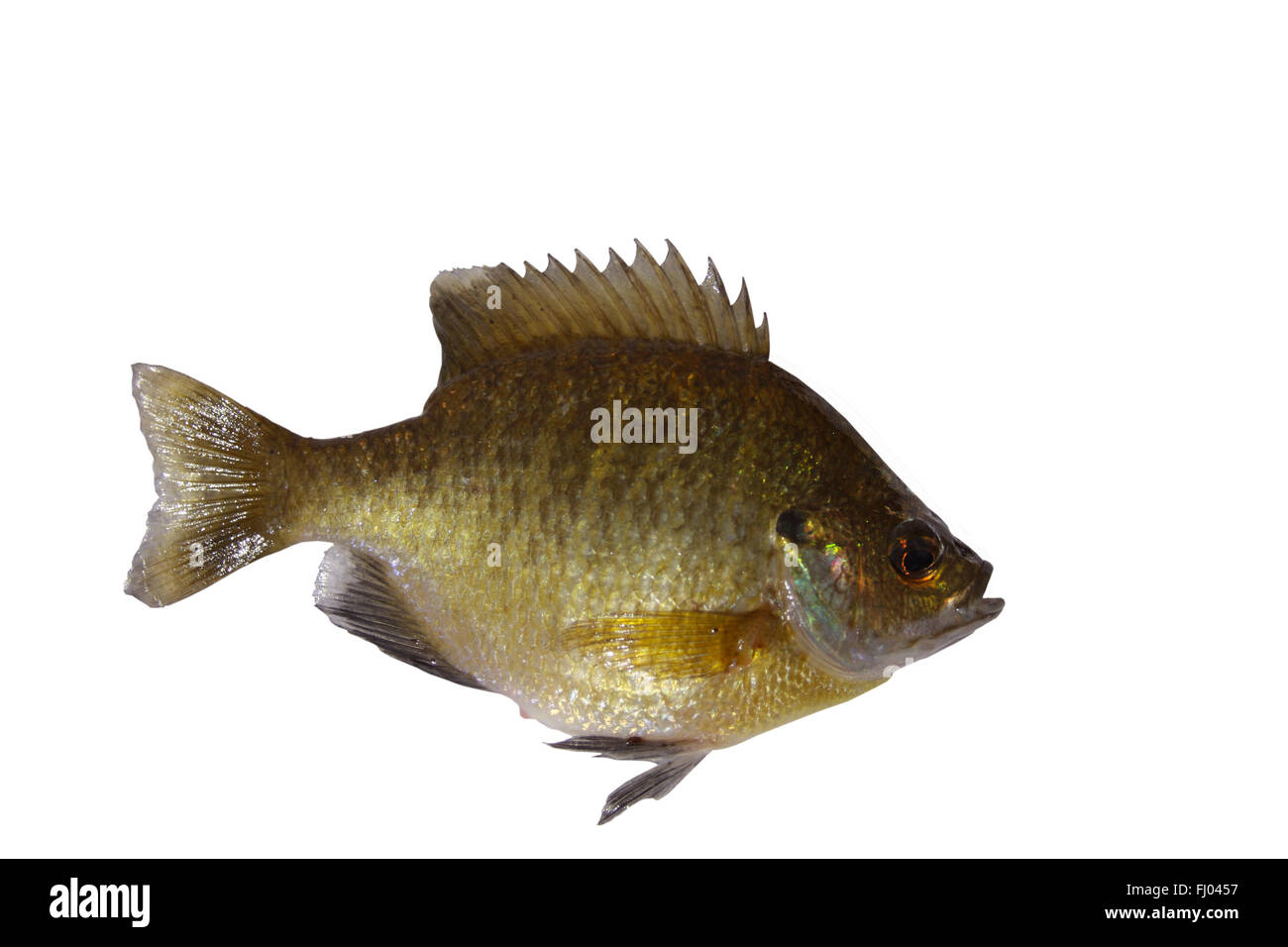 Bluegill fish hi-res stock photography and images - Alamy