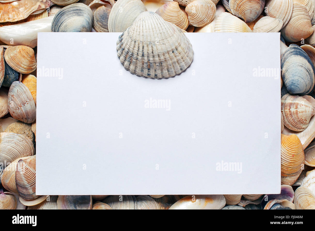 blank sheet of paper on sea Shell background Stock Photo - Alamy