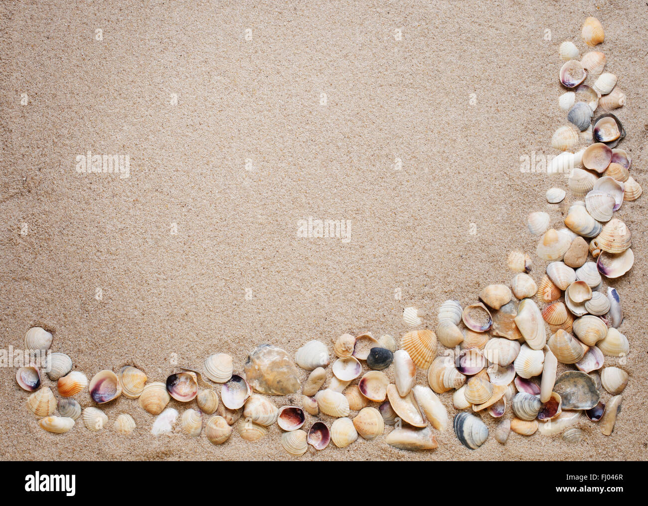 Sea shells on sand Stock Photo - Alamy