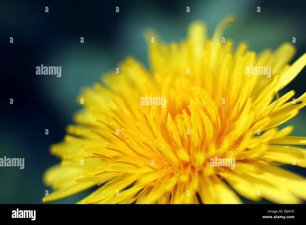 Beautiful fresh yellow flower heads,over green natural background Stock ...