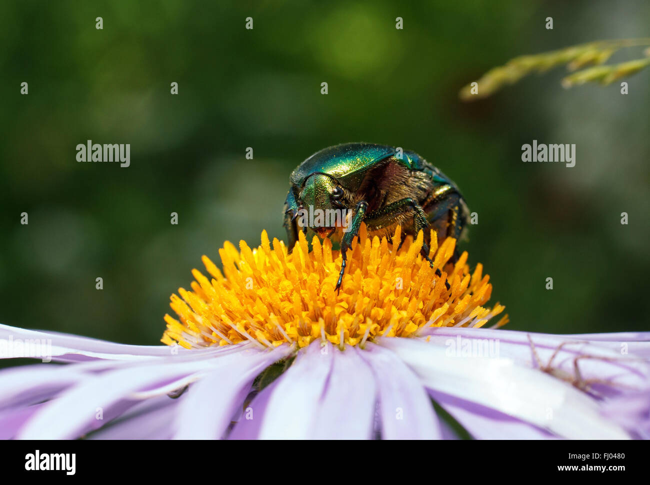 green beetle macro Stock Photo - Alamy
