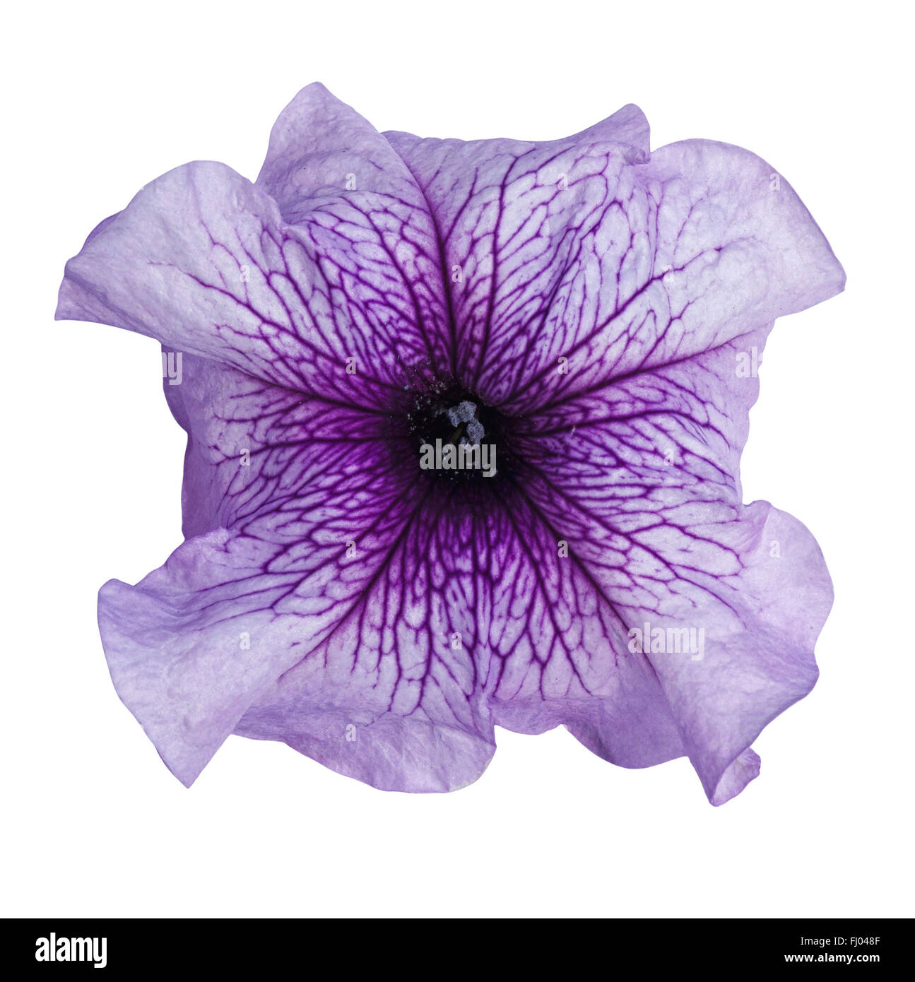 violet flower isolated on white background Stock Photo - Alamy