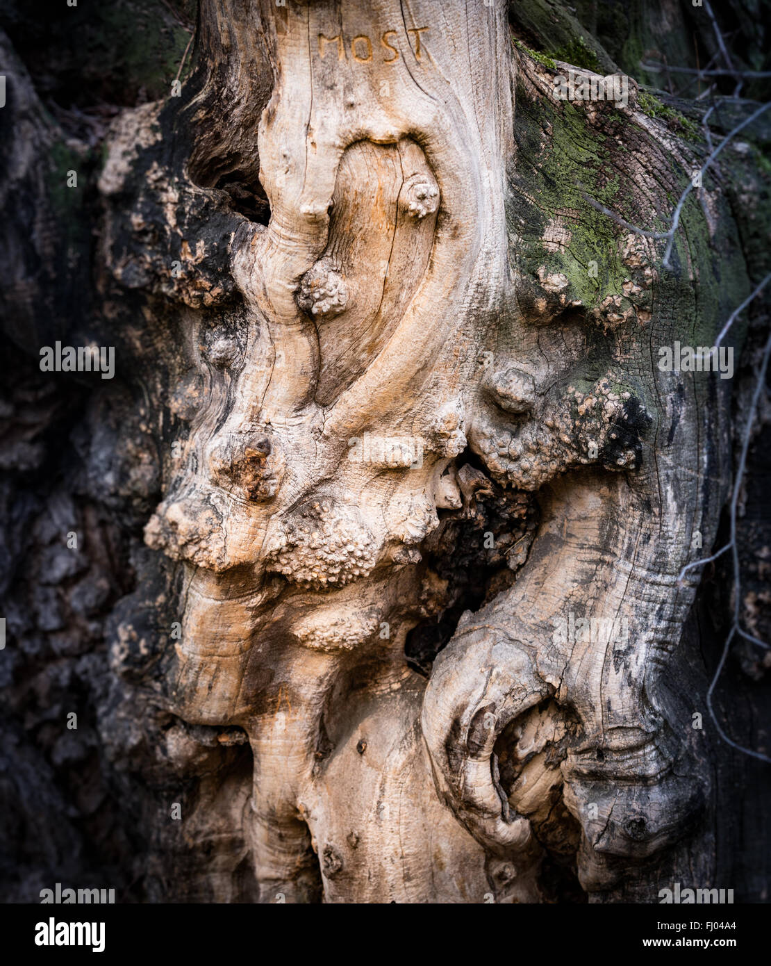 Detailed close up view of old tree bark. Lots of details and texture ...