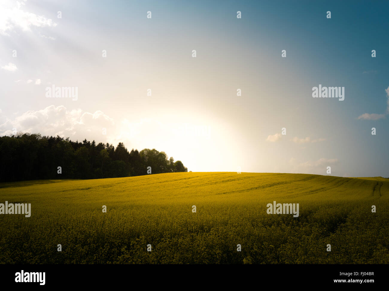 Sunset or sunrise over beautiful field with yellow flower. Blue sky and ...
