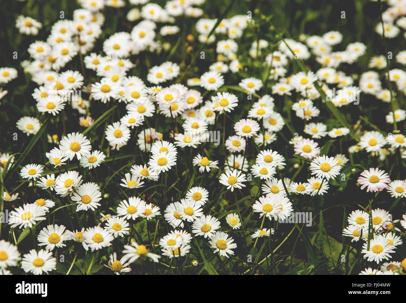 summer daisy field Stock Photo - Alamy