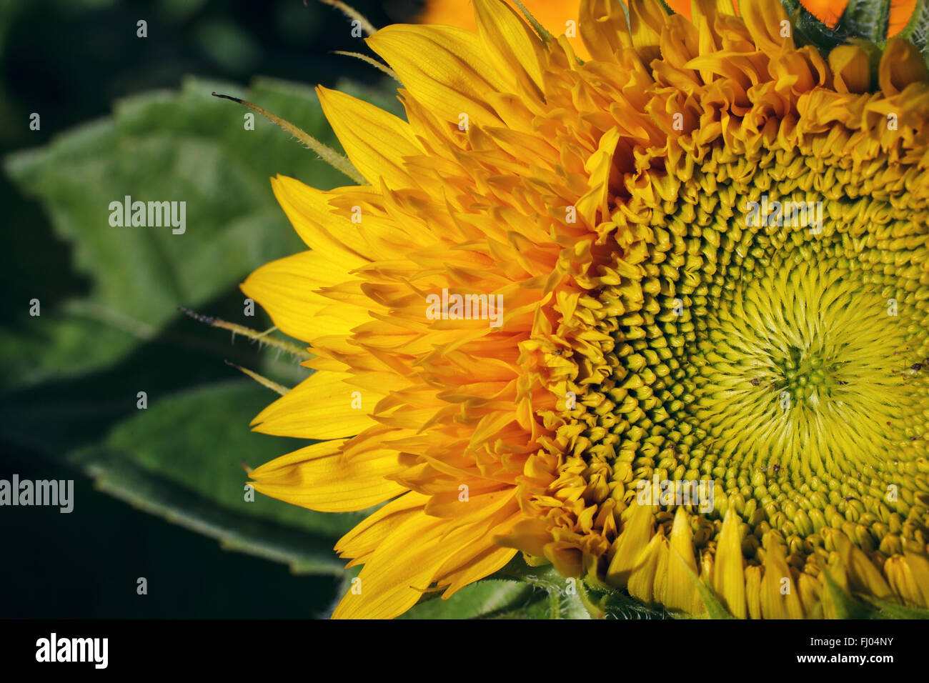 sunflower closeup background Stock Photo - Alamy