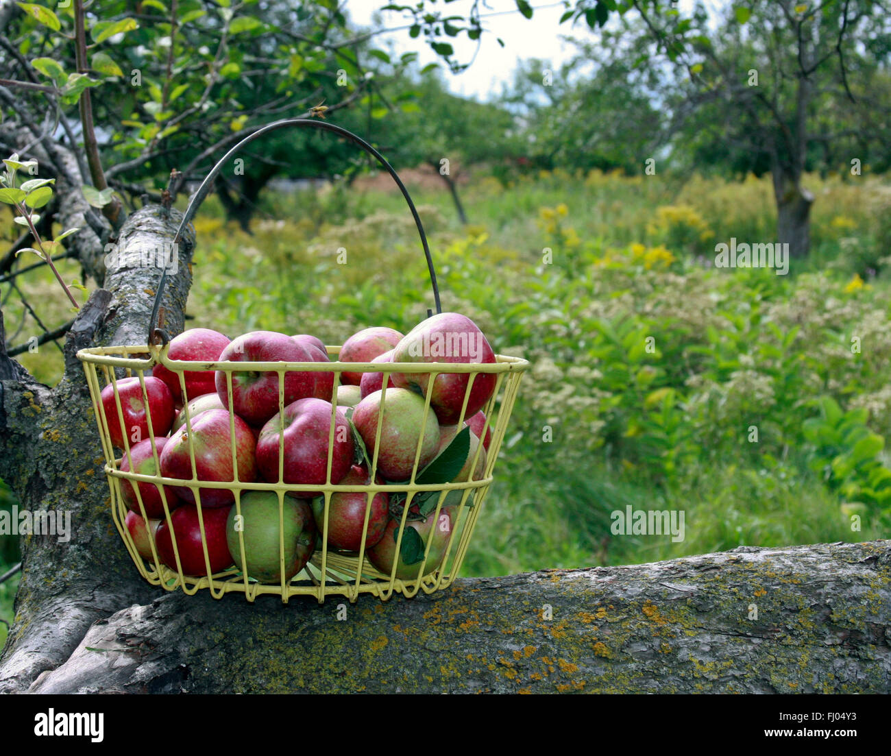 basket of apples on a limb in an orchard Stock Photo - Alamy