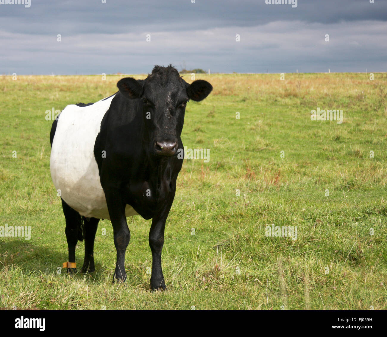 belted Galloway cow on a hay field Stock Photo - Alamy