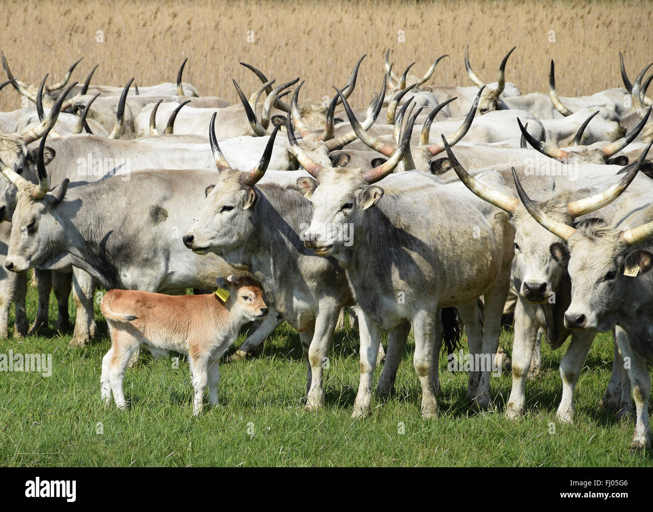 Gray cattles and a young calf in a group Stock Photo - Alamy