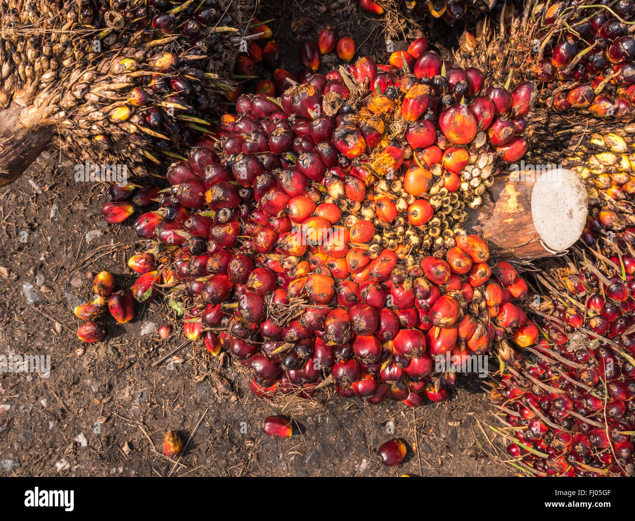 Palm Oil Fruits on the floor at Thailand Stock Photo - Alamy