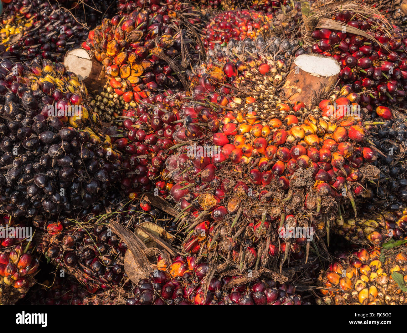 Oil palm nursery hi-res stock photography and images - Alamy