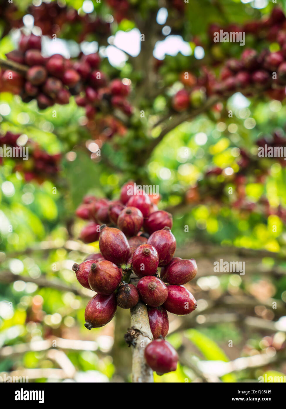 pure red bunch of coffee seeds in a plantation almost nearing ...
