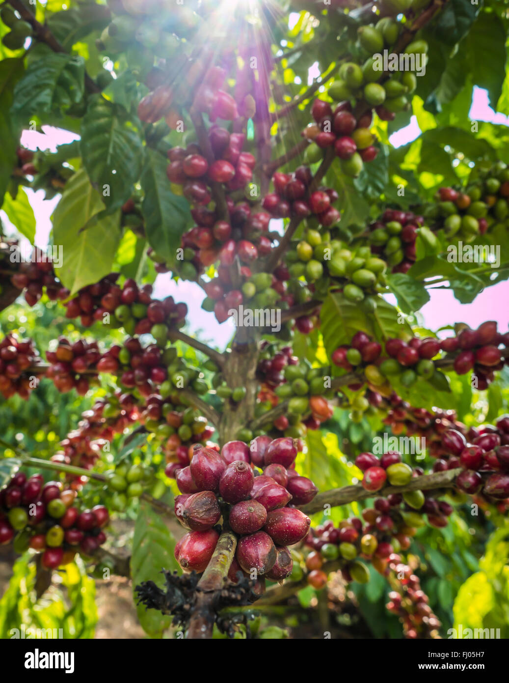 pure red bunch of coffee seeds in a plantation almost nearing ...