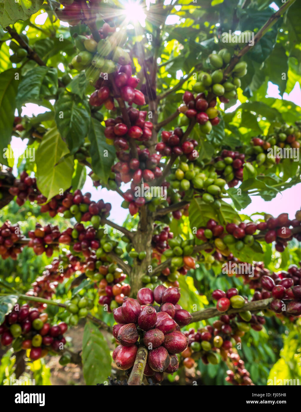 pure red bunch of coffee seeds in a plantation almost nearing ...