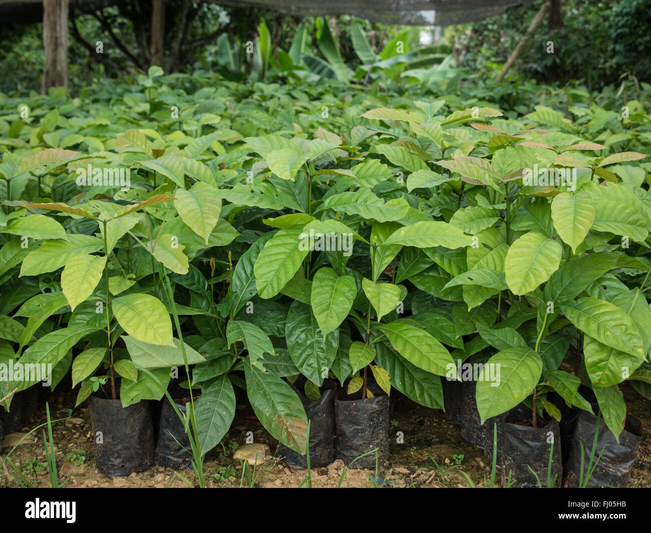 Coffee seedlings plant in a nursery hi-res stock photography and images ...