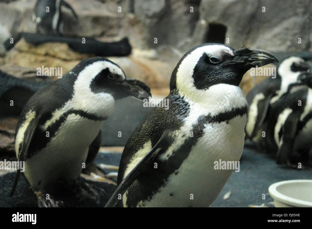 Penguins body hi-res stock photography and images - Alamy