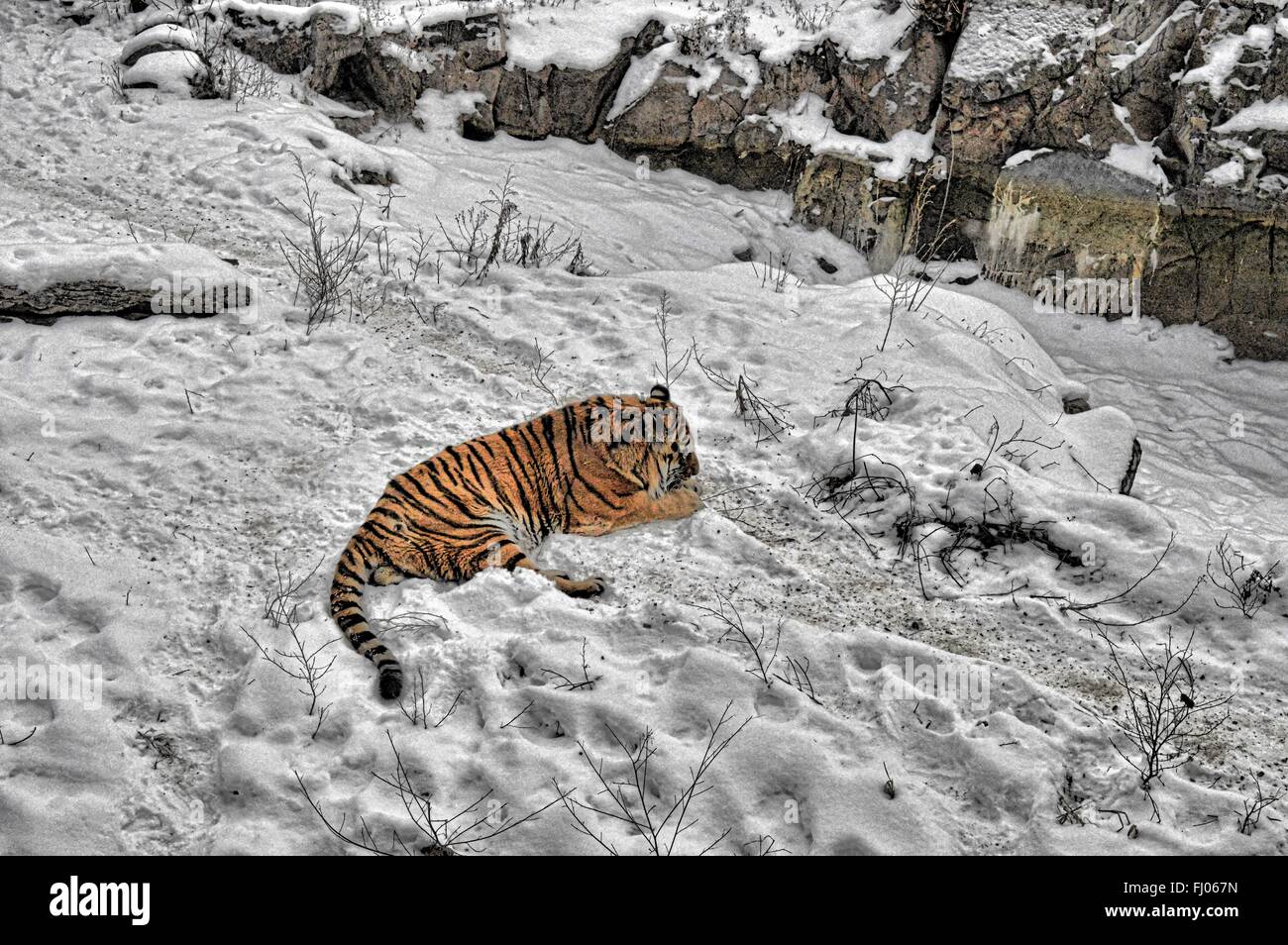 Tiger eating meat hi-res stock photography and images - Alamy