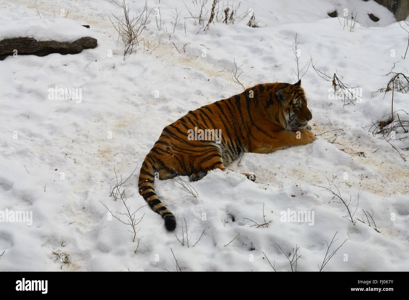 Tiger Laying in the Snow Eating a Meal Stock Photo - Alamy