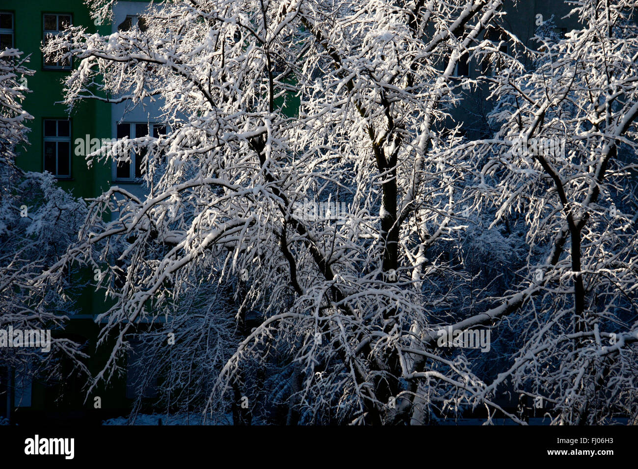 Baum, Schnee, Winter Stock Photo - Alamy