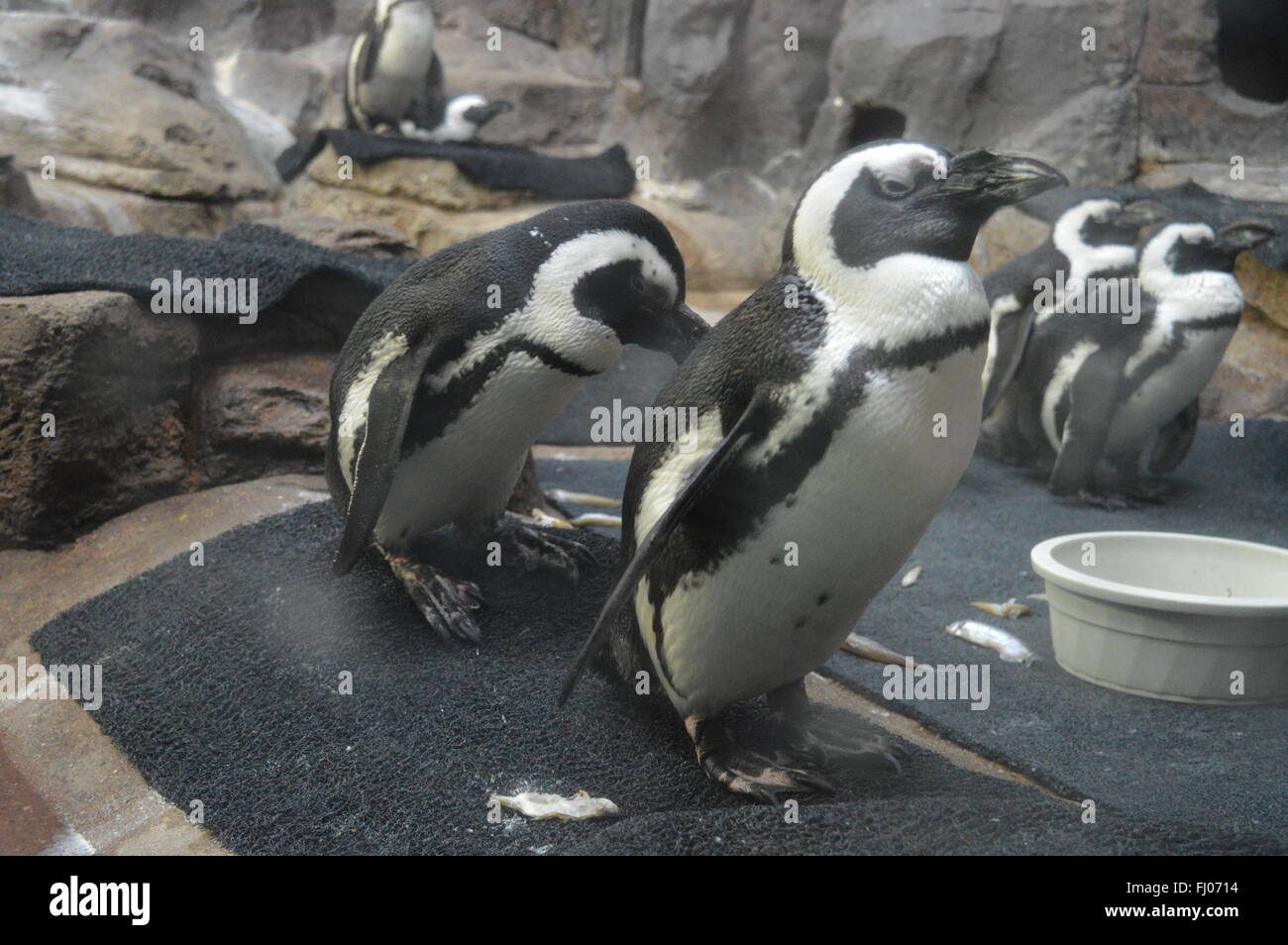 Penguins body hi-res stock photography and images - Alamy