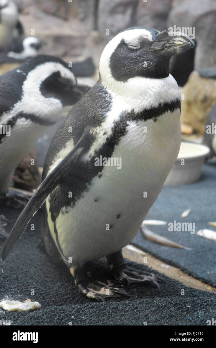 Penguins body hi-res stock photography and images - Alamy