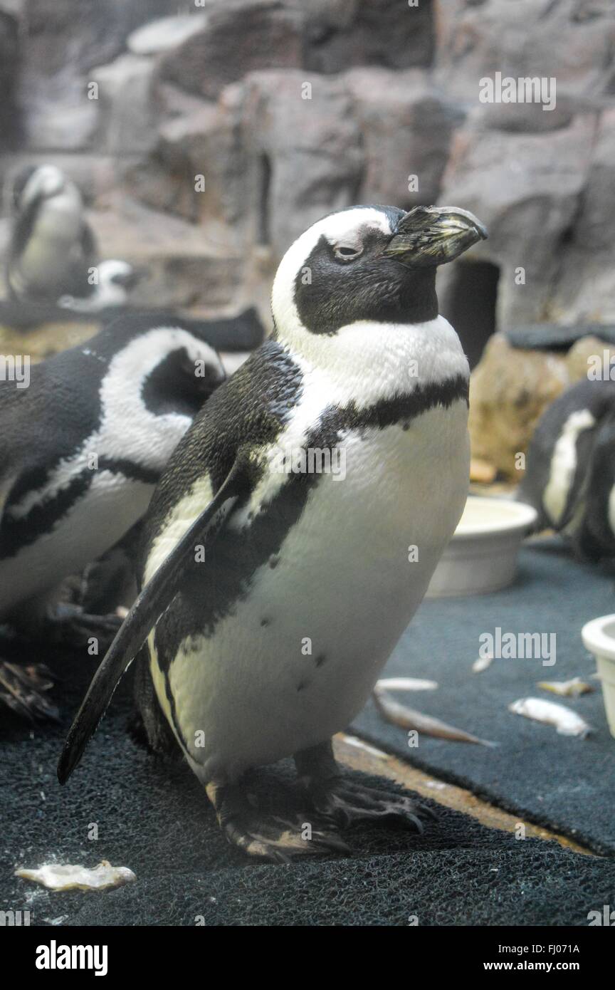 Penguins body hi-res stock photography and images - Alamy
