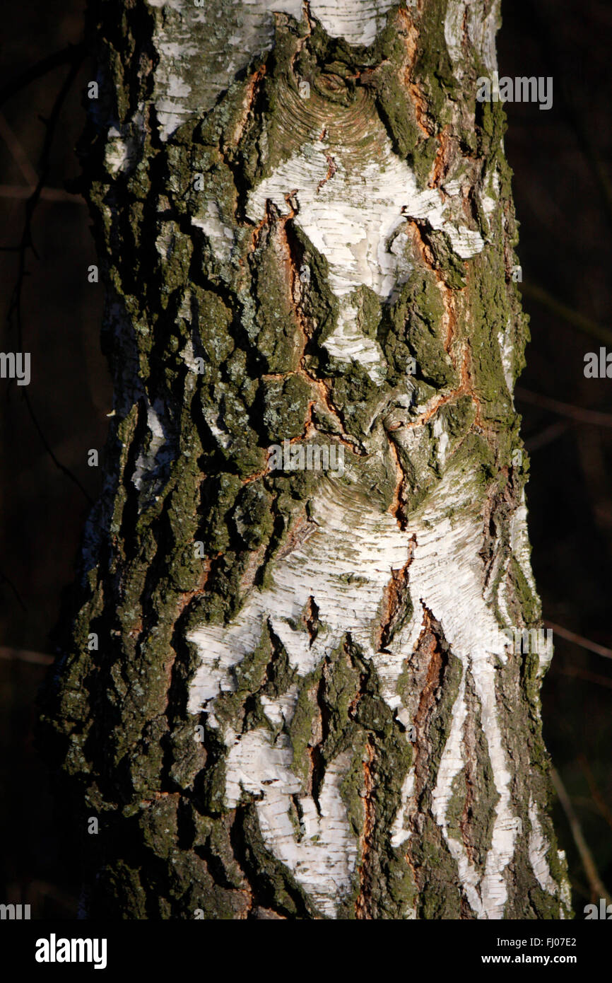 Birke baum hi-res stock photography and images - Alamy