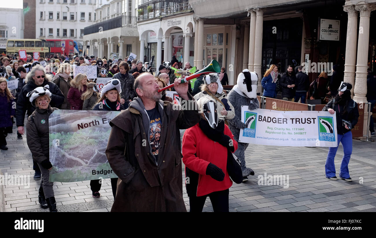 News badger hi-res stock photography and images - Alamy