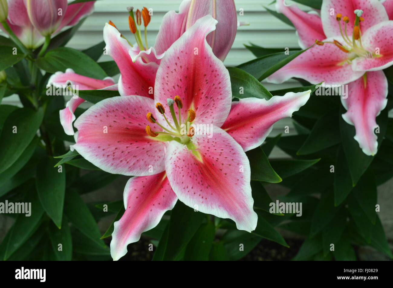 Lily Blooming in the Garden Stock Photo - Alamy