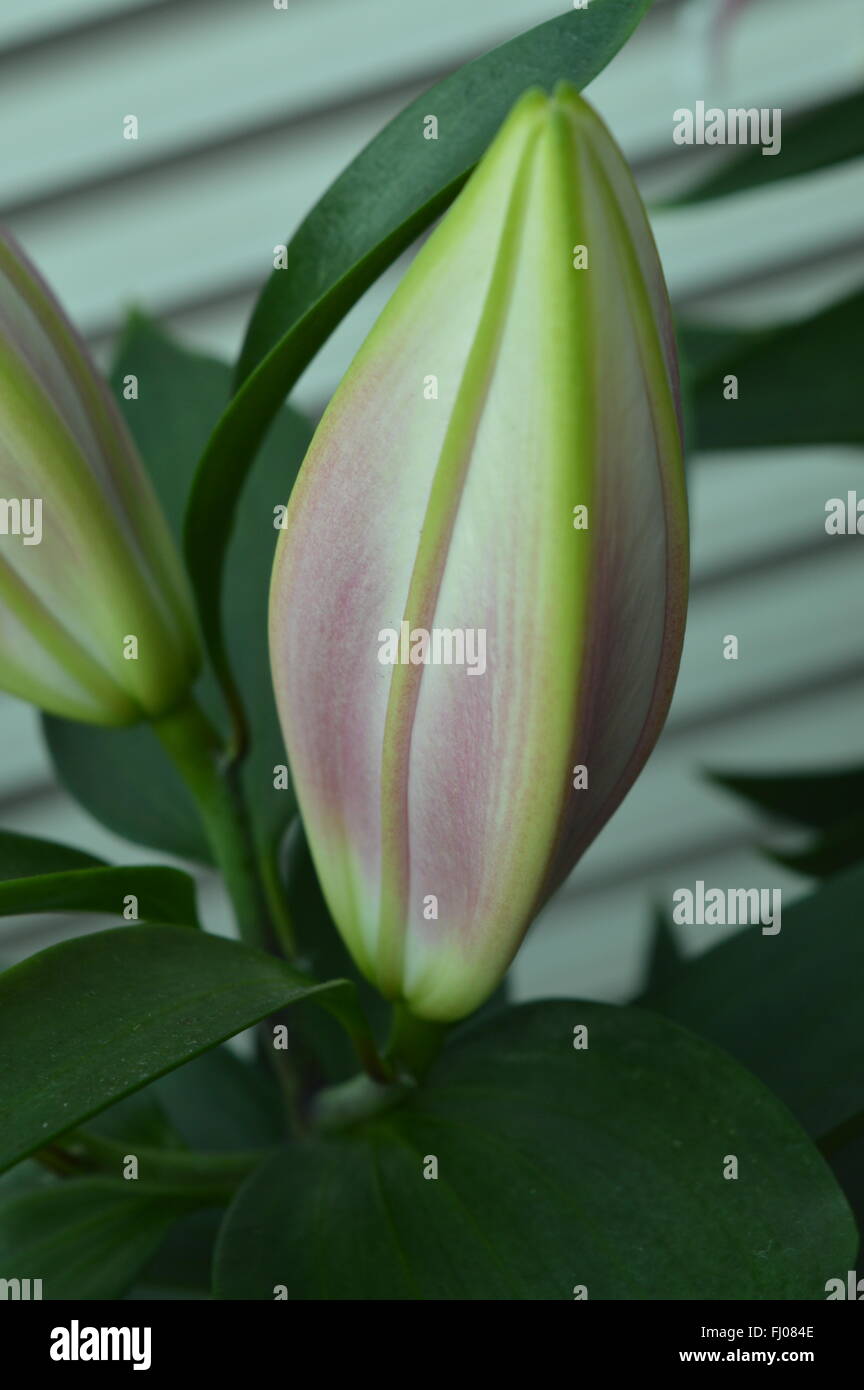 Lily Blooming in the Garden Stock Photo - Alamy