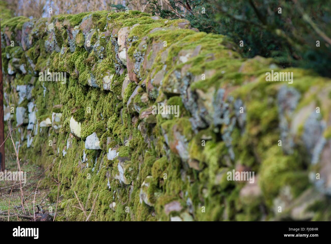 Close up of moss covered stone hi-res stock photography and images - Alamy