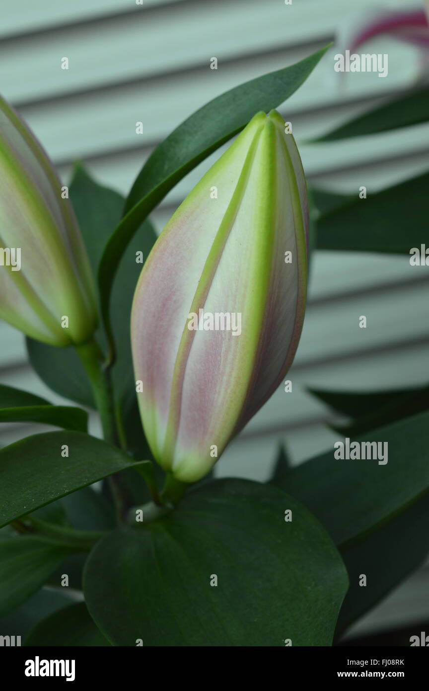 Lily Blooming in the Garden Stock Photo - Alamy