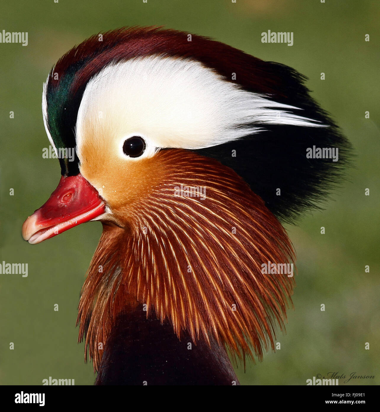 Bird with head feathers hi-res stock photography and images - Alamy