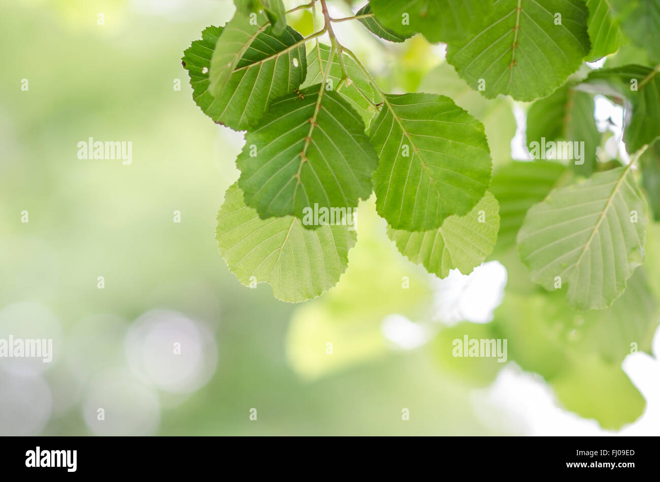 Alder Tree in spring Stock Photo - Alamy