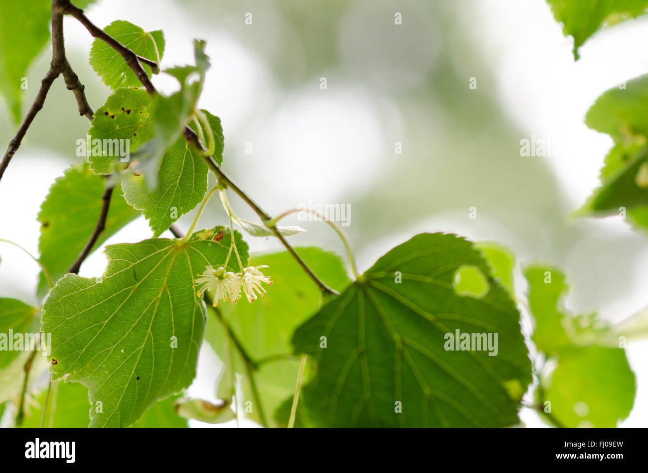 Limetree with blossom in spring Stock Photo - Alamy