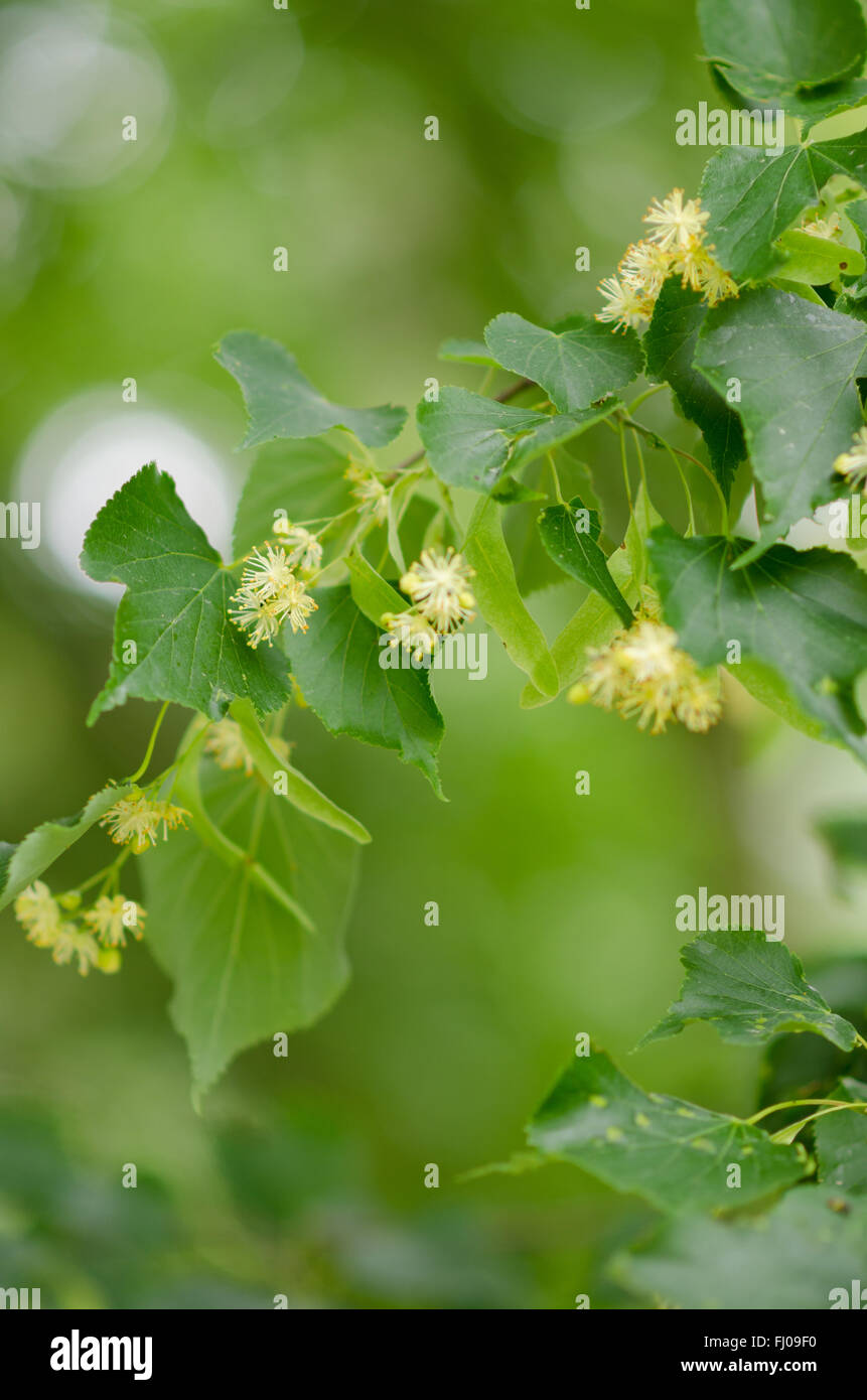 Limetree with blossom in spring Stock Photo - Alamy