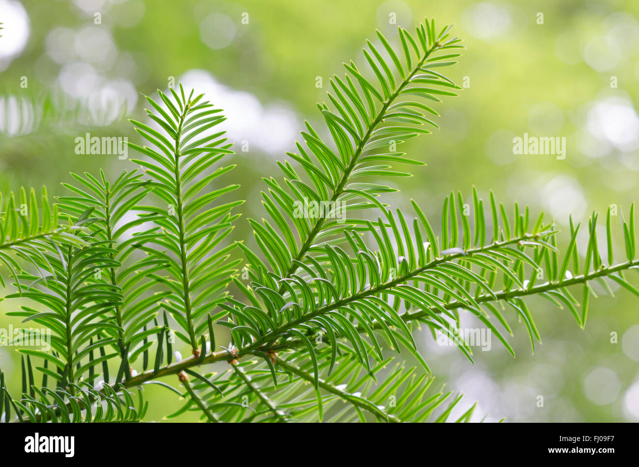 Yew tree detail hi-res stock photography and images - Alamy