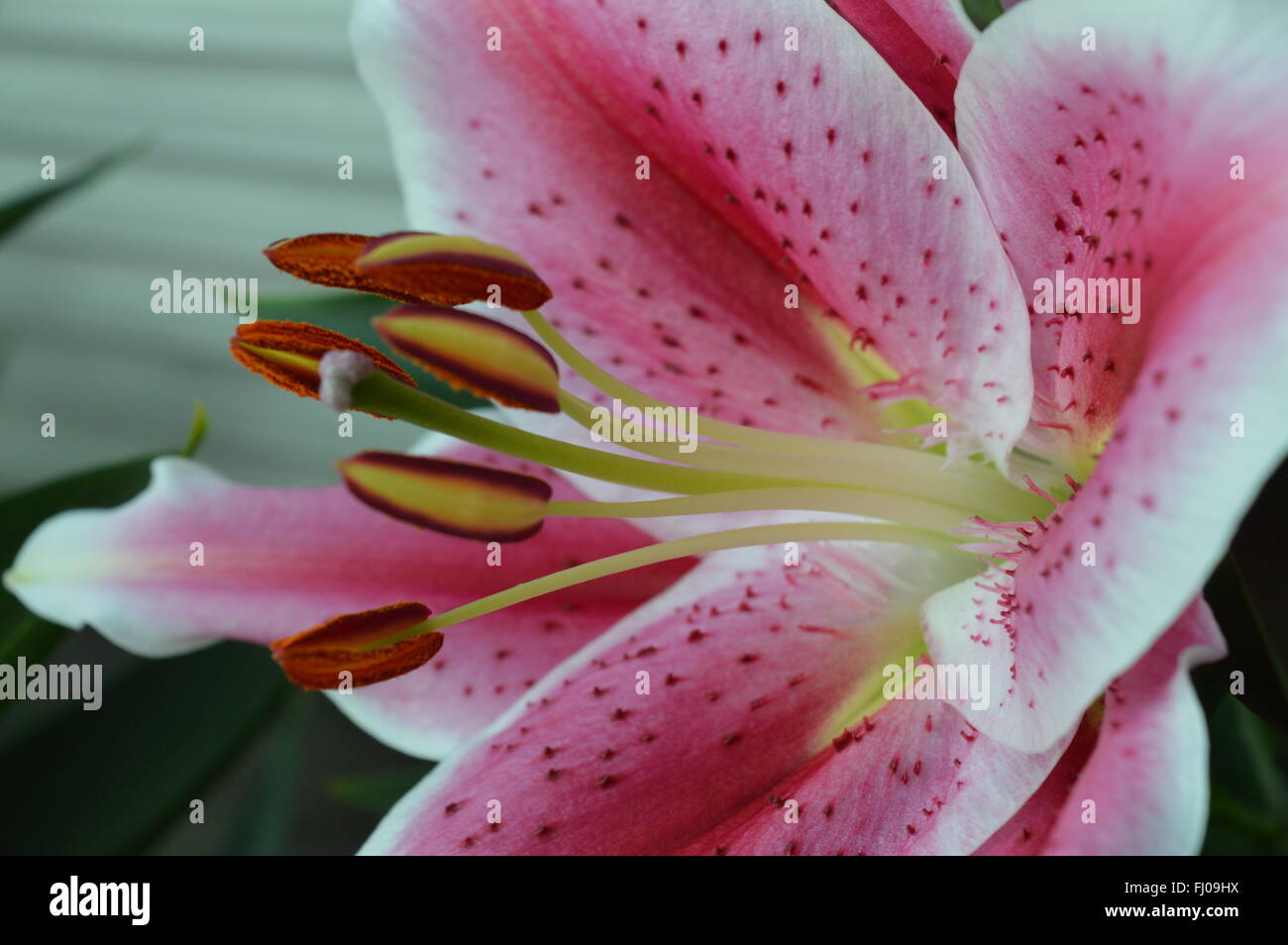 Lily Blooming in the Garden Stock Photo - Alamy