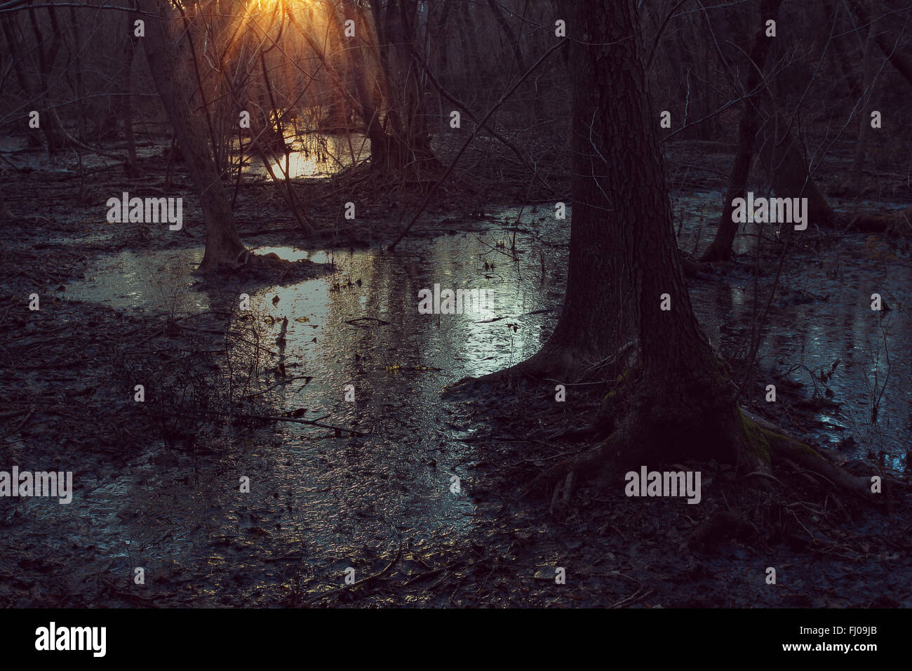 Seasonal swamp hi-res stock photography and images - Alamy