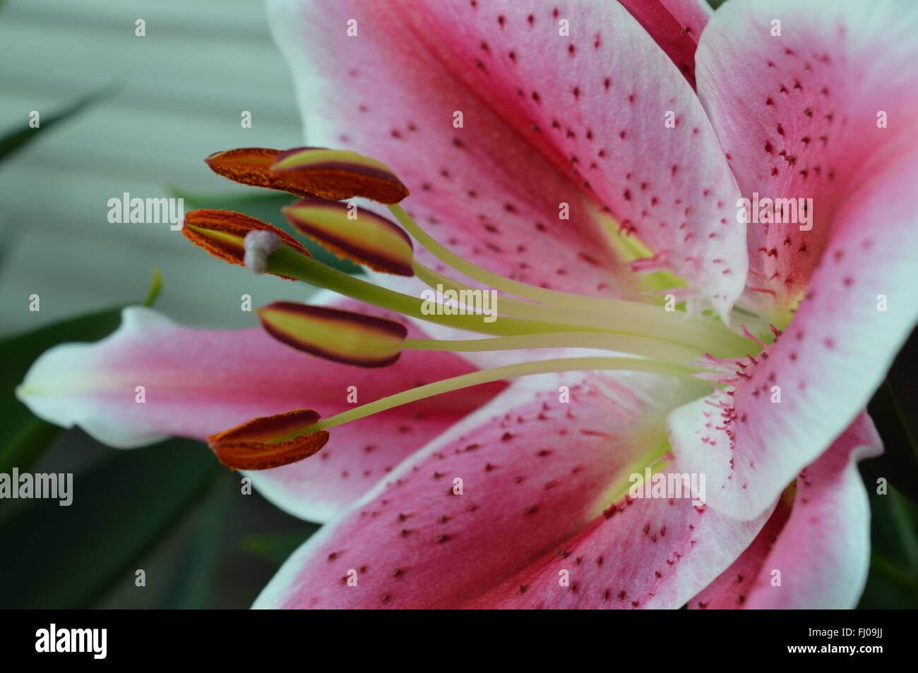 Lily Blooming in the Garden Stock Photo - Alamy